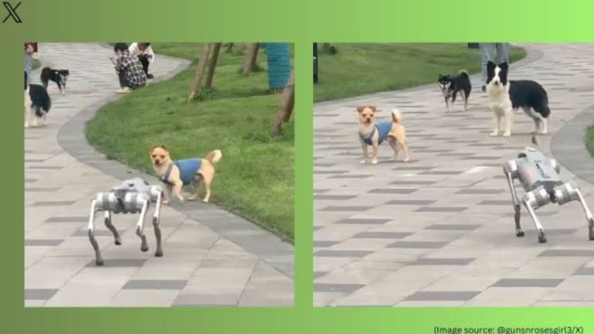 robot dog walk in park Pet dogs reaction goes viral watch here -पार्क में असली डॉगी के बीच टहलने ...