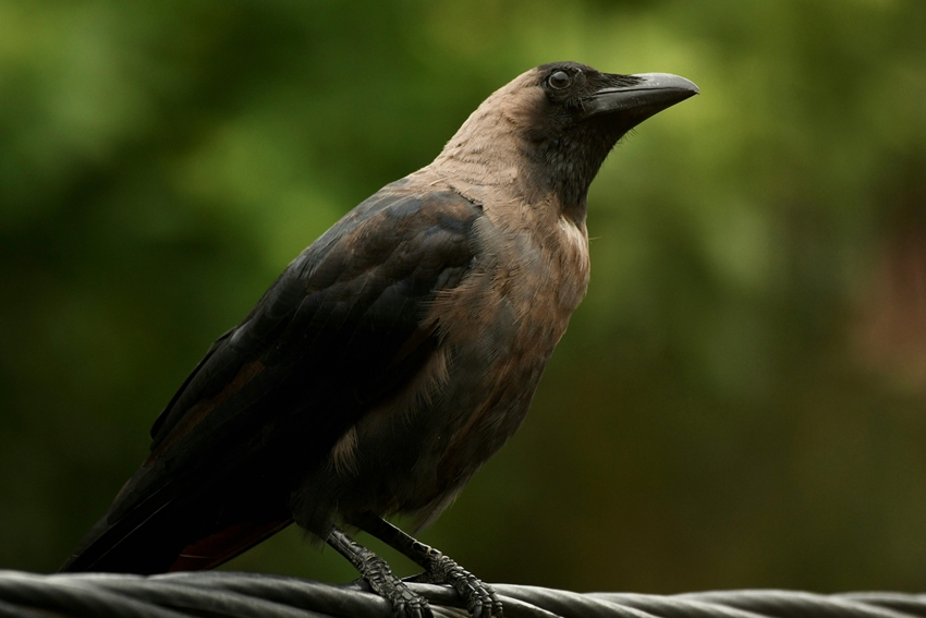 Study Finds Crows Can Hold a Grudge for Up to 17 Years, Remember Human ...