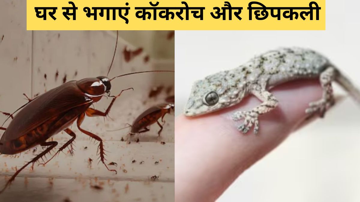 Effective Ways to Get Rid of Cockroaches and Lizard | Jansatta