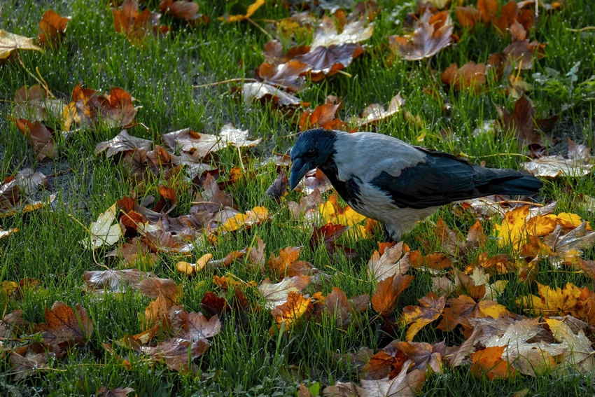 Study Finds Crows Can Hold a Grudge for Up to 17 Years, Remember Human ...