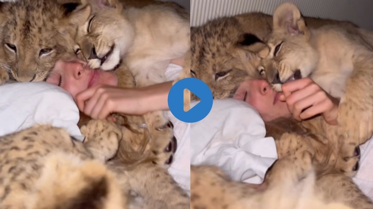 Video of woman cuddling with lion cubs goes viral shares heart touching ...
