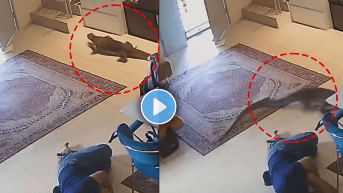 Monitor lizard entered house people were sleeping watch viral video on ...
