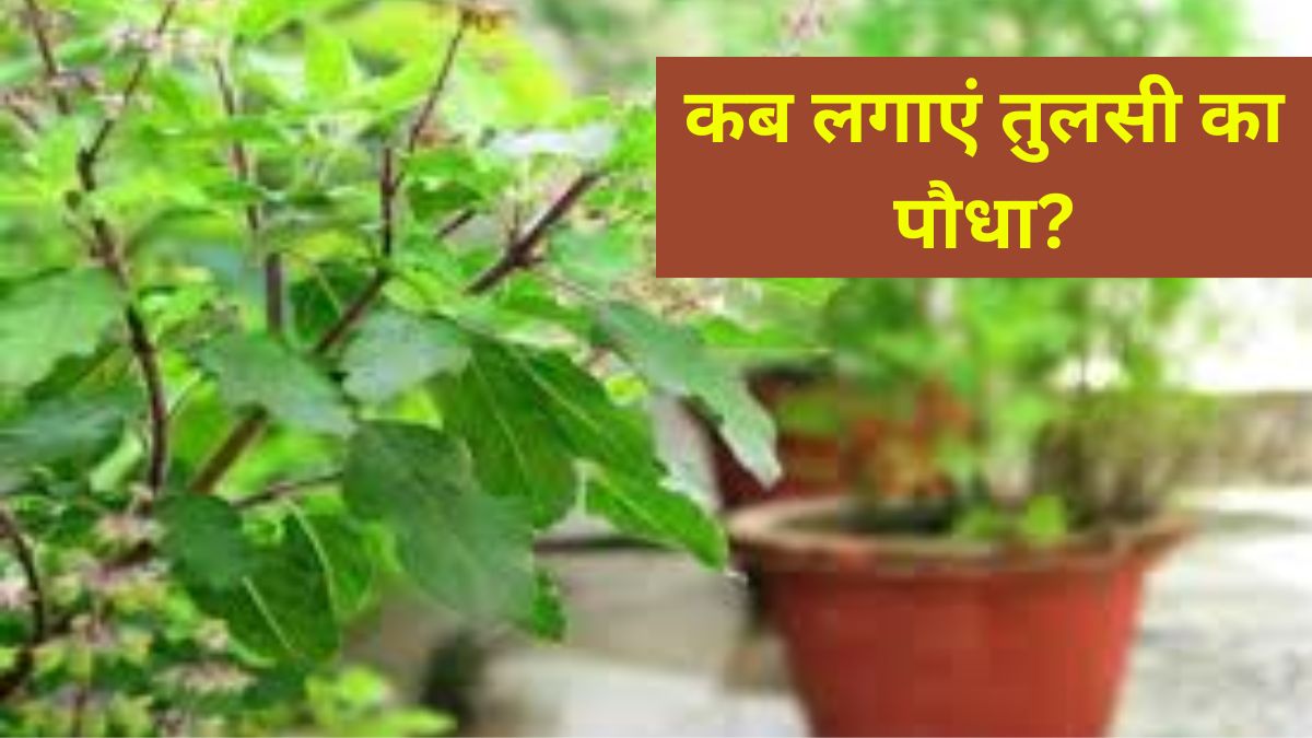 Tulsi Ke Niyam Rules for planting basil plant in Hindi Tulsi At Home ...