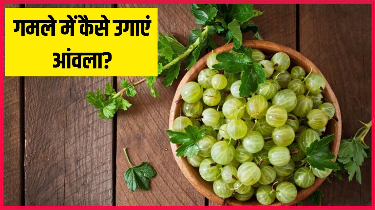 Akshaya Navami 2024 Why Amla Tree is Worshipped on Akshaya Navami ...