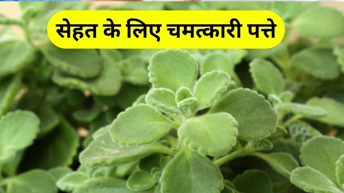 Ajwain Ke Fayde: घर में रख लिया ये पौधा तो कभी नहीं पड़ेगी डॉक्टर की ...