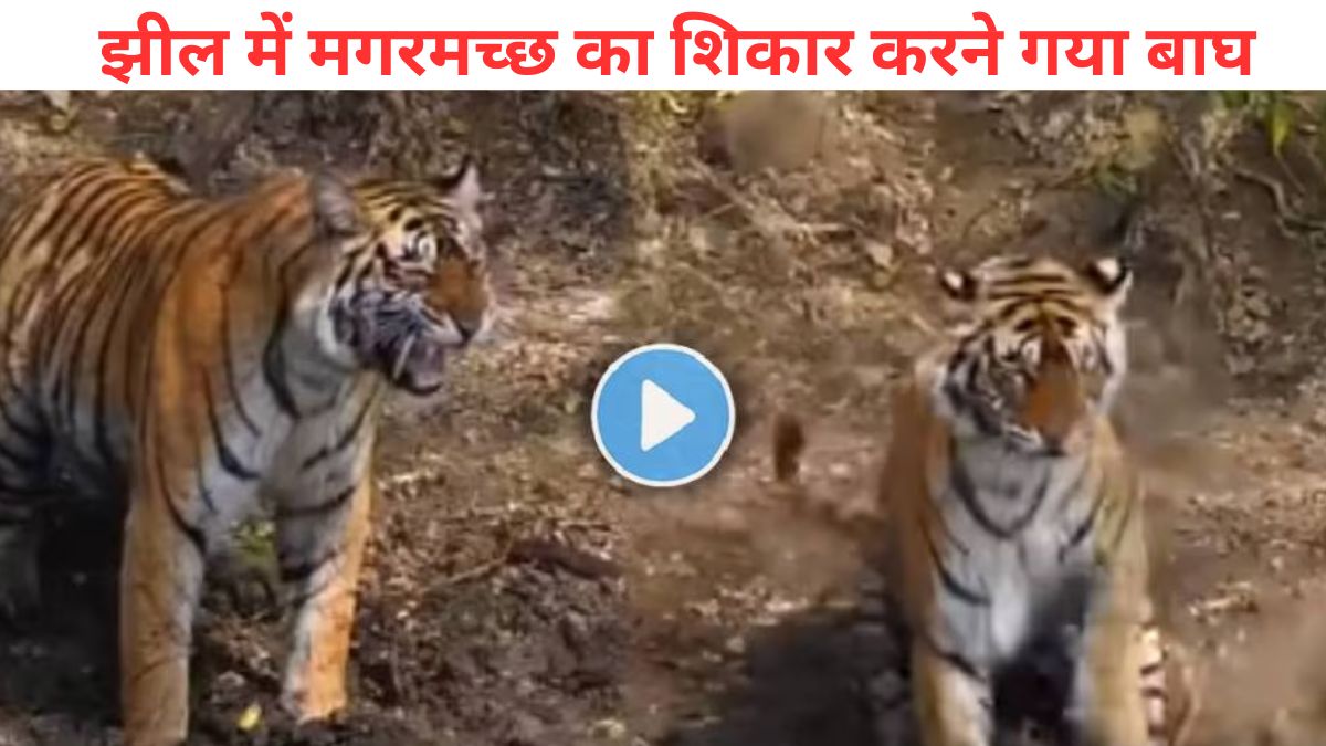tiger attack on crocodile in lake but lost prey new jungle video viral-मगरमच्छ का शिकार करने के ...