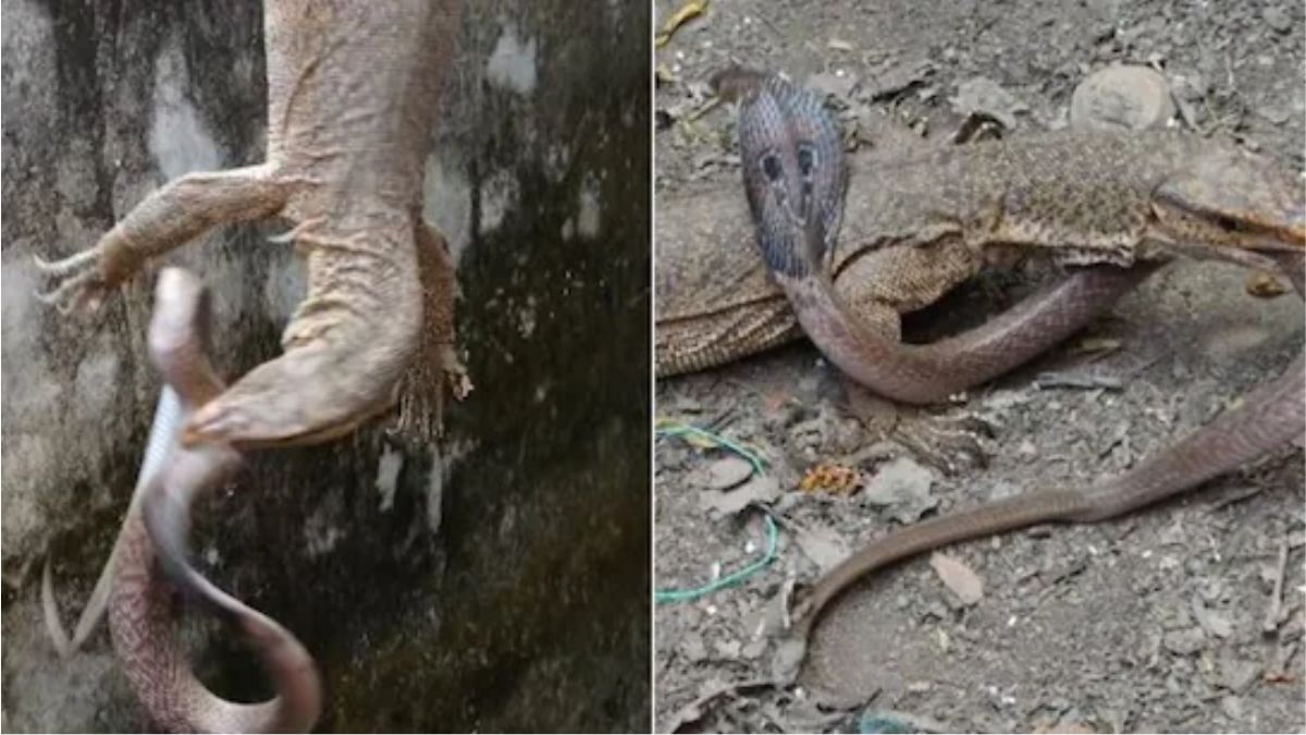 saanp aur chipkali ki ladai video viral cobra snake Monitor lizard ...