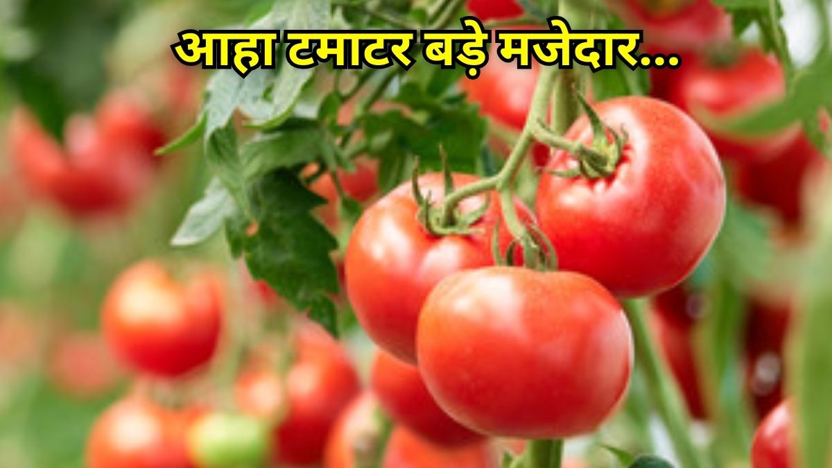 tamatar ke fayde: हार्ट-फेफड़ों के लिए भी वरदान है टमाटर, बस ऐसे करना ...
