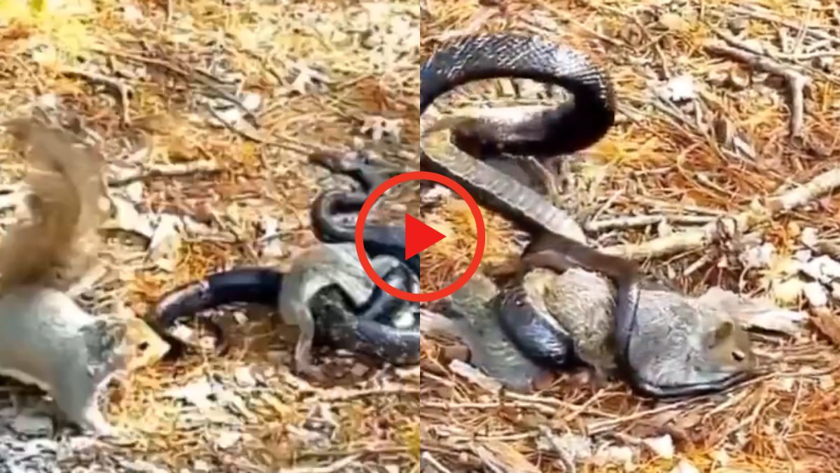 Mother Squirrel fights snake after he captured her baby viral video ...