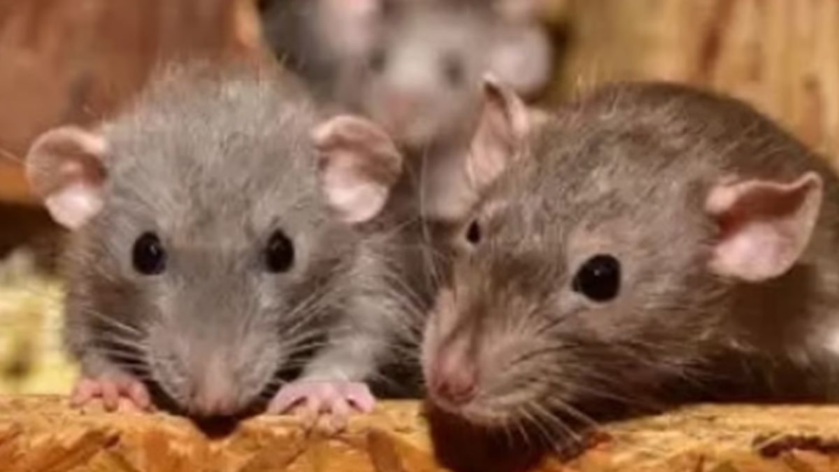 Jaipur State Cancer Institute Sawai Man Singh child died after rat bite ...