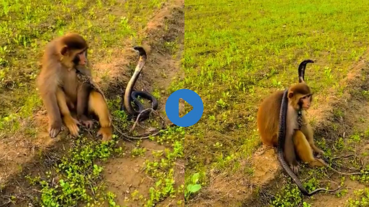 monkey wrapped king cobra in his neck viral video leaves nitizens shocked - जब नागराज को बंदर ने ...