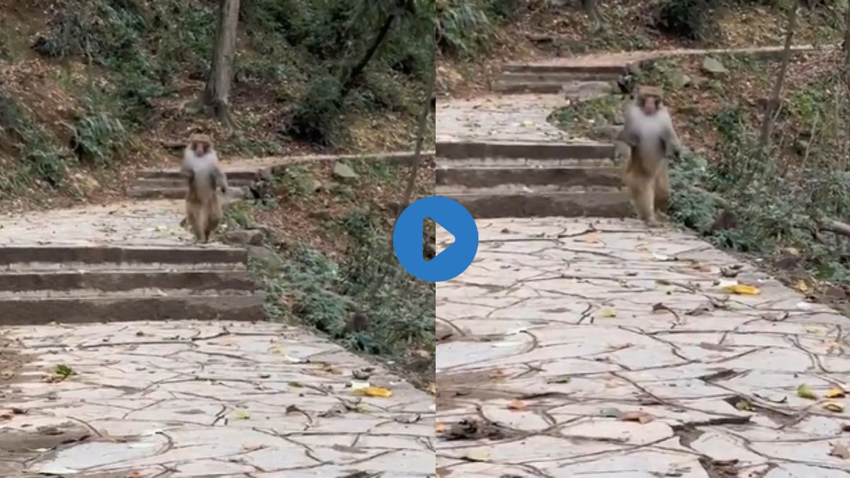 monkey learned to walk on both legs after he looses his limbs viral ...