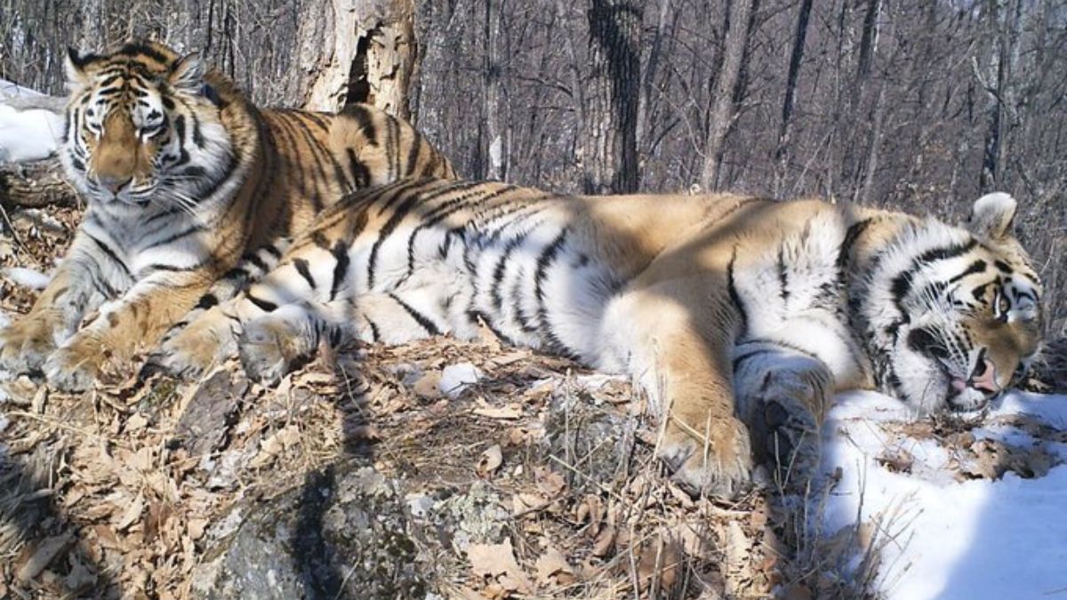 Separated by 200 km two Siberian tigers defy odds to reunite story will ...