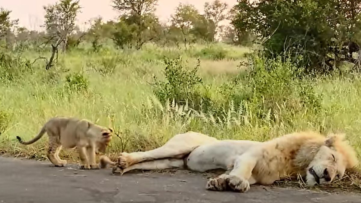 cub came and bit his father lion tail this happened next Viral video is ...
