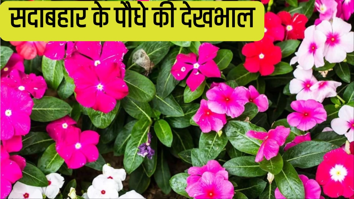 सदाबहार के पौधे की देखभाल-How to grow sadabahar plant at home in hindi ...