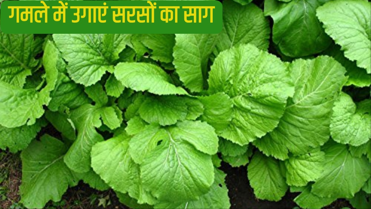 मात्र 24 दिनों में सरसों का साग गमले में कैसे उगाएं-How to grow sarson ...