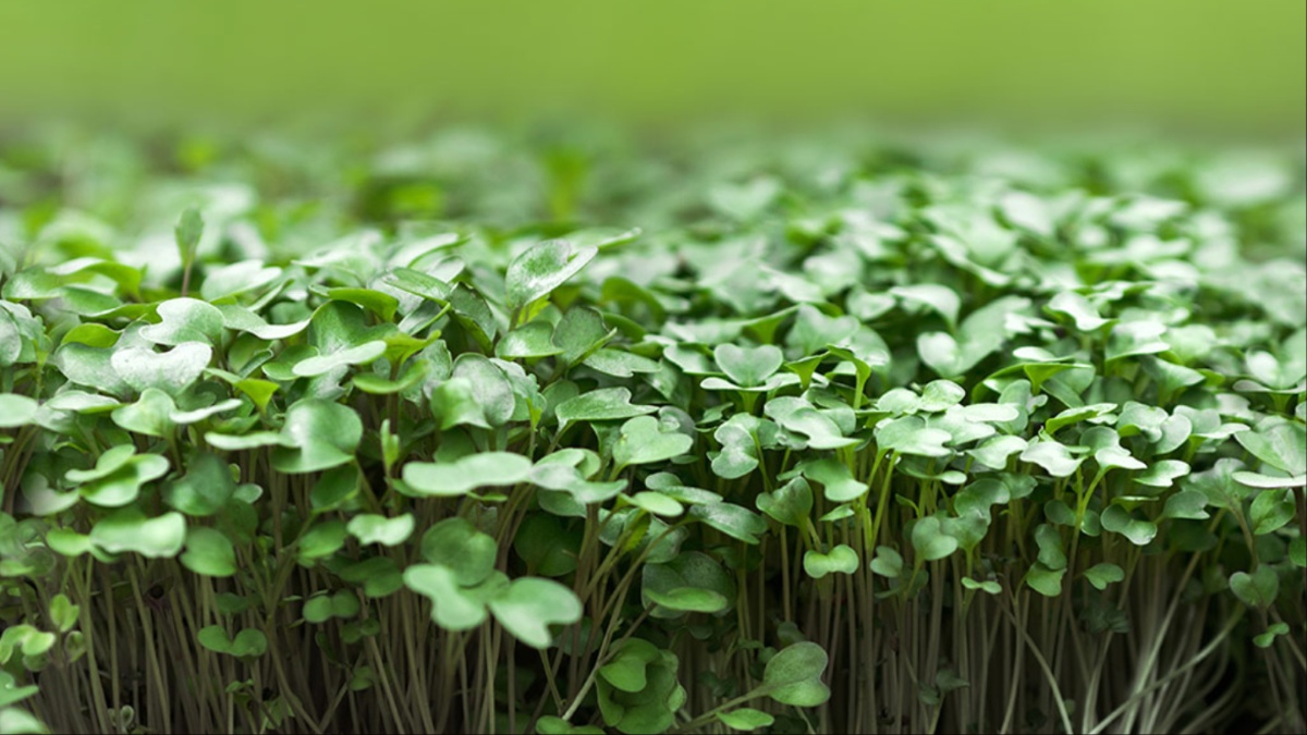 मात्र 24 दिनों में सरसों का साग गमले में कैसे उगाएं-How to grow sarson ...