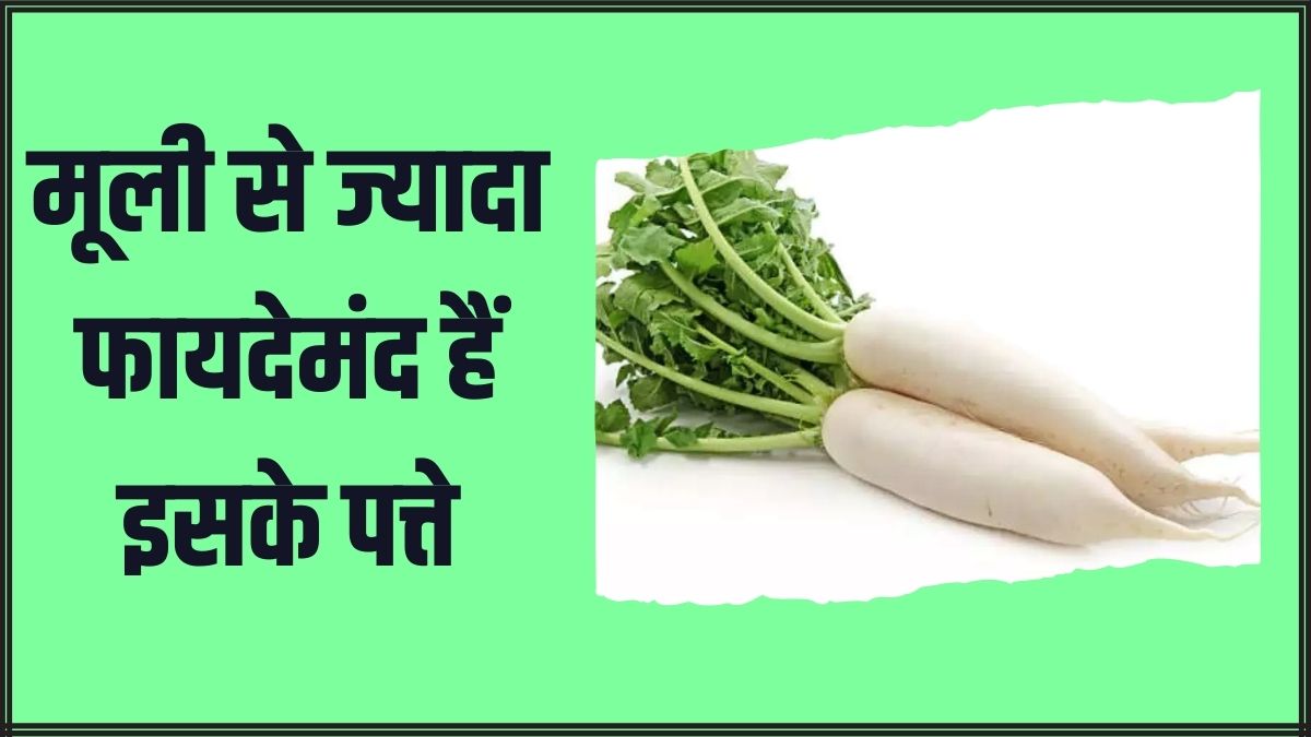 Mooli patta Benefits: मूली से ज्यादा फायदेमंद हैं इसके पत्ते, मोटापा कम ...