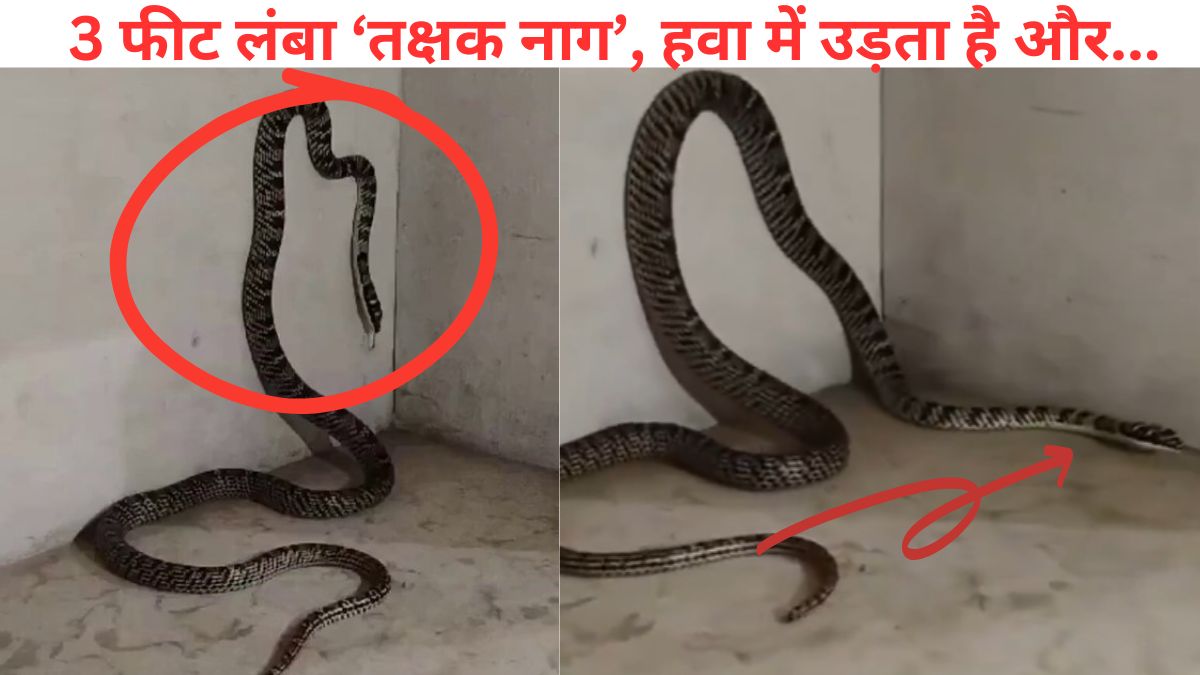 ornate flying snake found first in Jharkhand Takshak nag bite raja ...