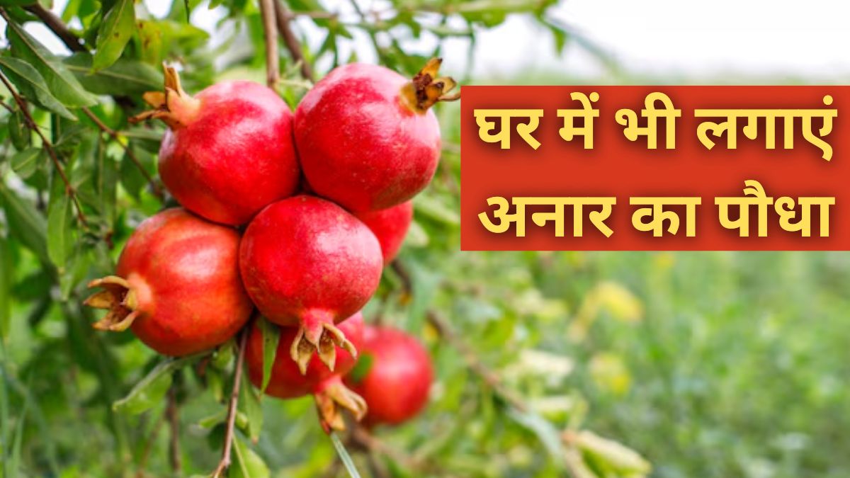 Grow Pomegranate TREE AT HOME, घर पर कैसे लगाएं अनार का पौधा | Jansatta