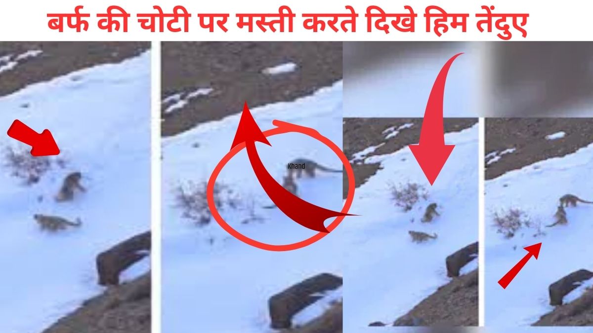Snow Leopards dancing in Snow Covered Zanskar Valley stunned Internet ...