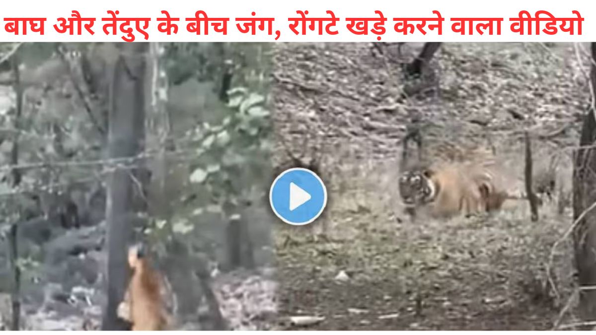 Tiger attack on leopard with the speed You will get shocked after seeing viral video -हवा की ...