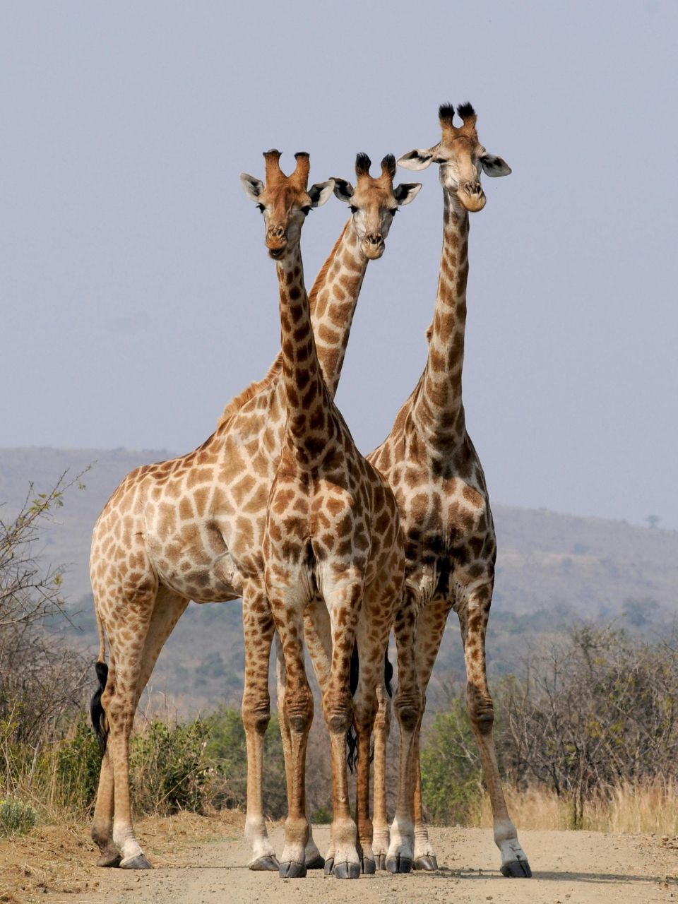 This Animal can rotate its ears 180 degrees: कौन सा जानवर अपने कान को ...