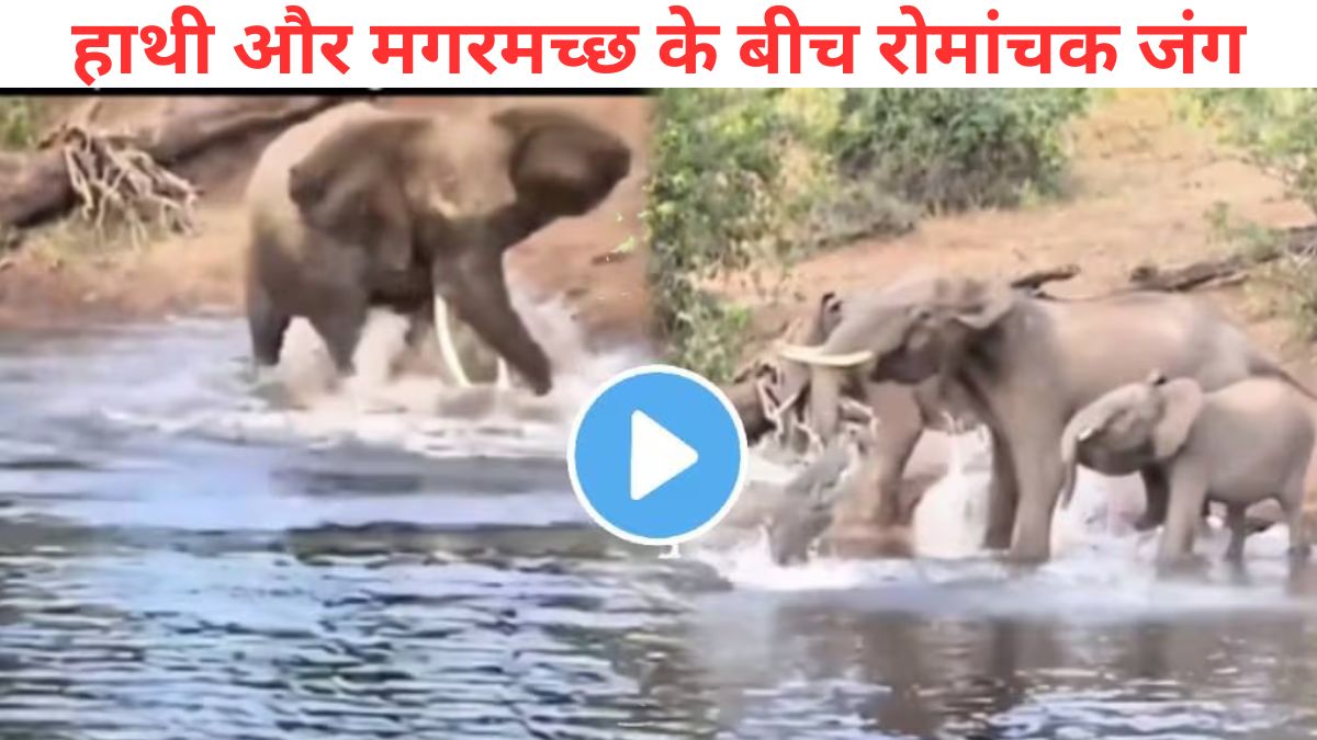 Crocodile attack on drinking Elephant in river Who Win in fight Video ...