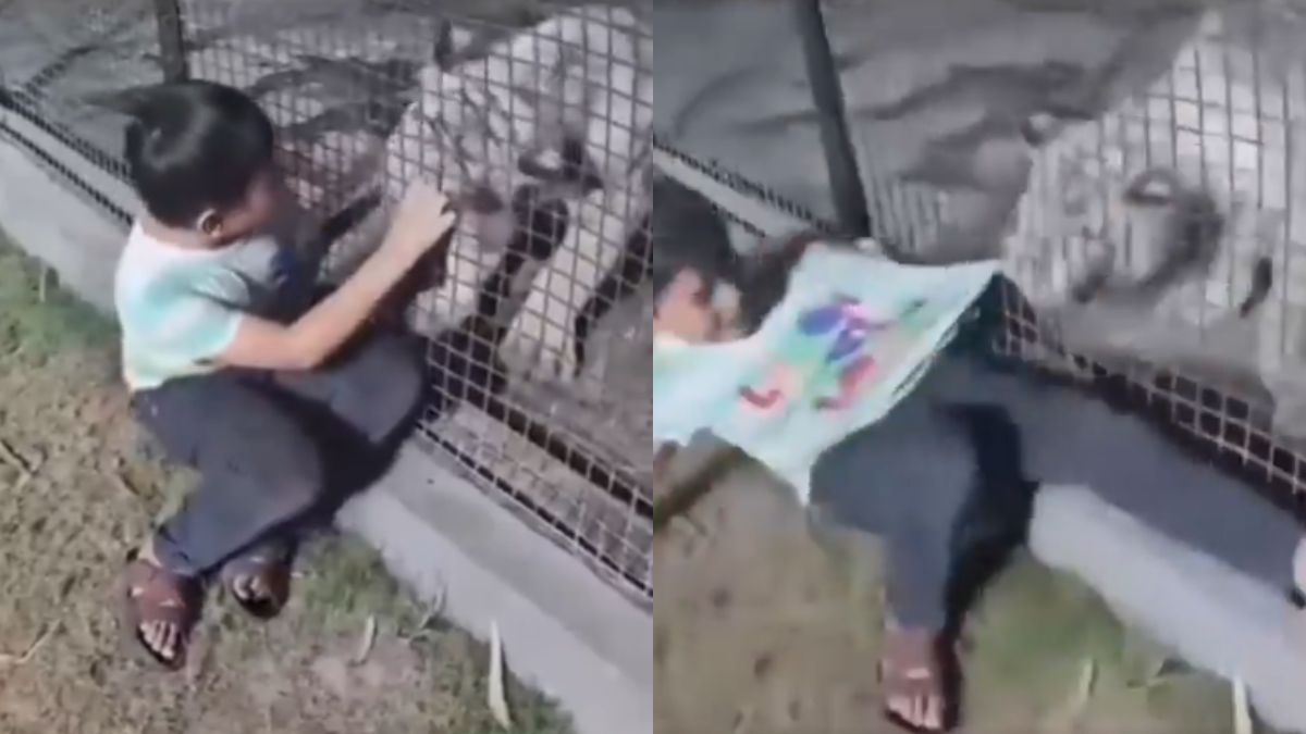 Boy Screams chodd de mamma datengi As Tiger Grabs His Shirt At Zoo ...