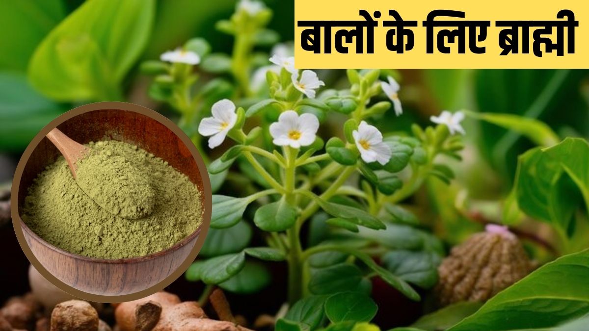 Brahmi powder for hair growth and benefits in Hindi | Jansatta