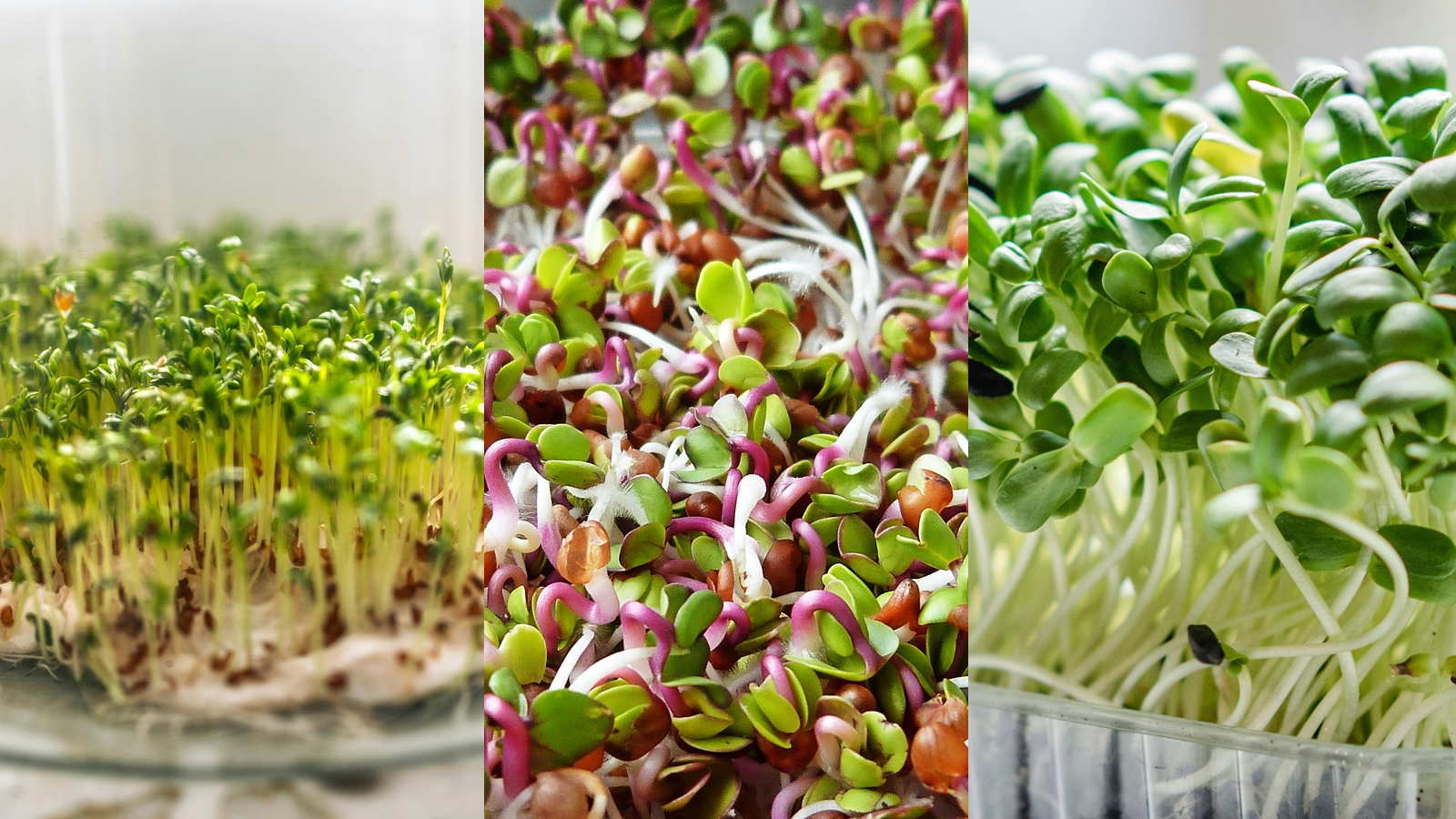 7 Types of Sprouts You Should Add to Your Diet for Better Health ...