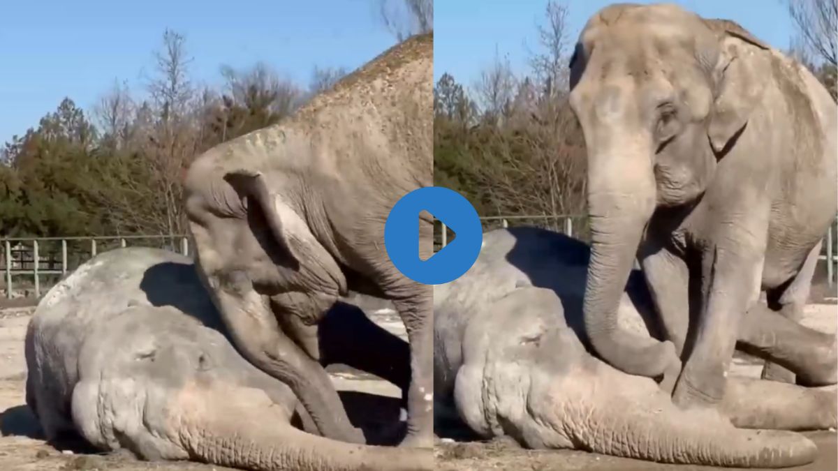 Elephant refuses to leave dead friend side Heartbreaking viral video has netizens in tears -25 ...