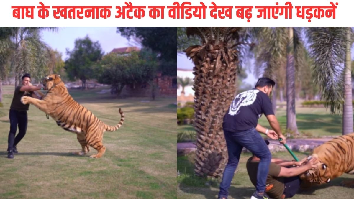 Tiger Attacks Caretaker while walking video video leaves netizens ...