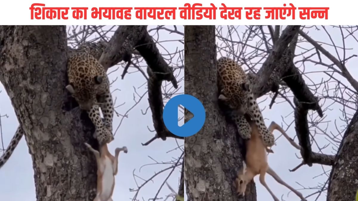leopard climbed tree with deer in its jaws Users were shocked to see ...