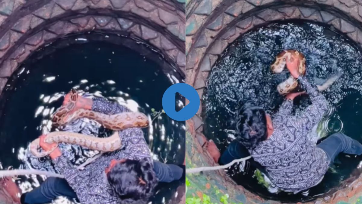 man rescues huge python from well viral video leaves netizens in ...