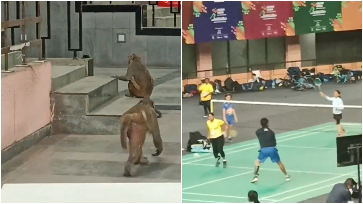 Monkeys Entered The Indira Gandhi Stadium Hall Where Badminton Match ...