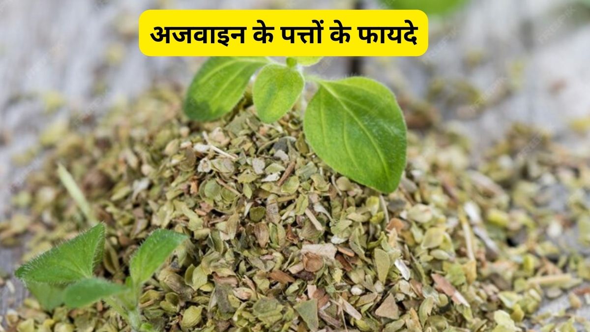 गर्मियों में सेहत के लिए अमृत हैं अजवाइन के पत्ते, आसपास भी नहीं ...
