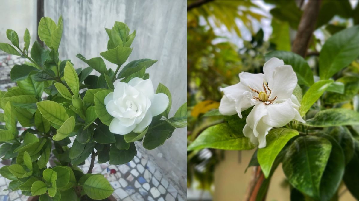 How to Grow gandhraj flower in march- gandhraj flower plant care in ...