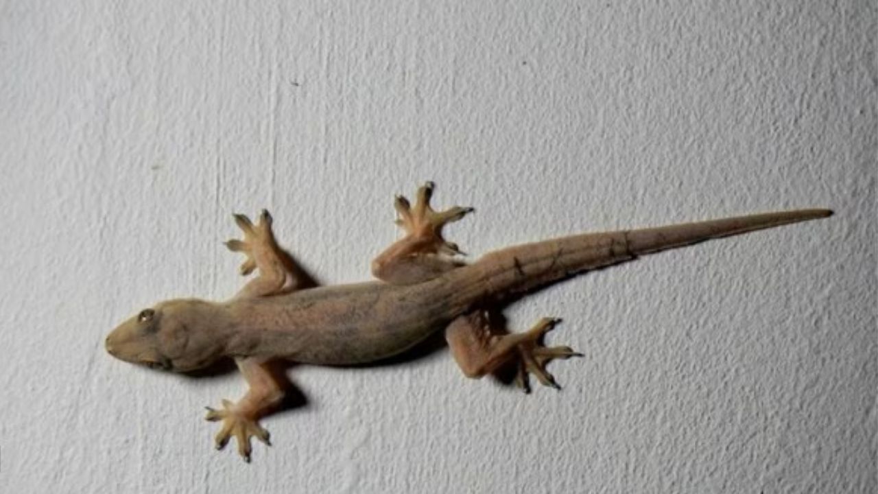 छिपकलियों को भगाने के 4 असरदार तरीके, गर्मियों में घर में रखीं चीजों से ...