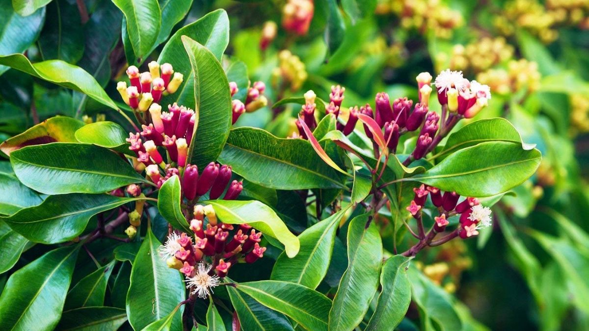 easy ways to grow cloves at home in hindi | Jansatta