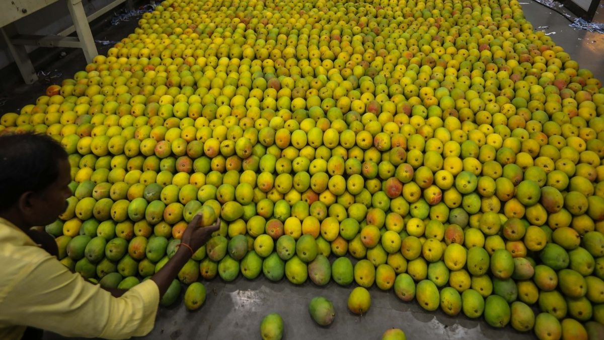 Mango Price in Delhi South India Mango in National Capital NCR - Mango ...