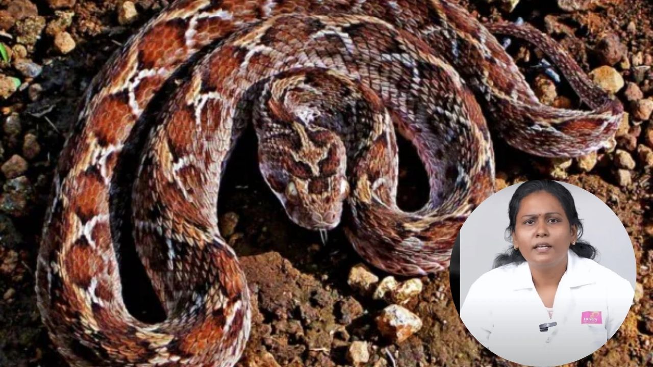 सांप काट ले तो क्या करें? जान बचाने के लिए मिलता है सिर्फ इतना वक्त ...
