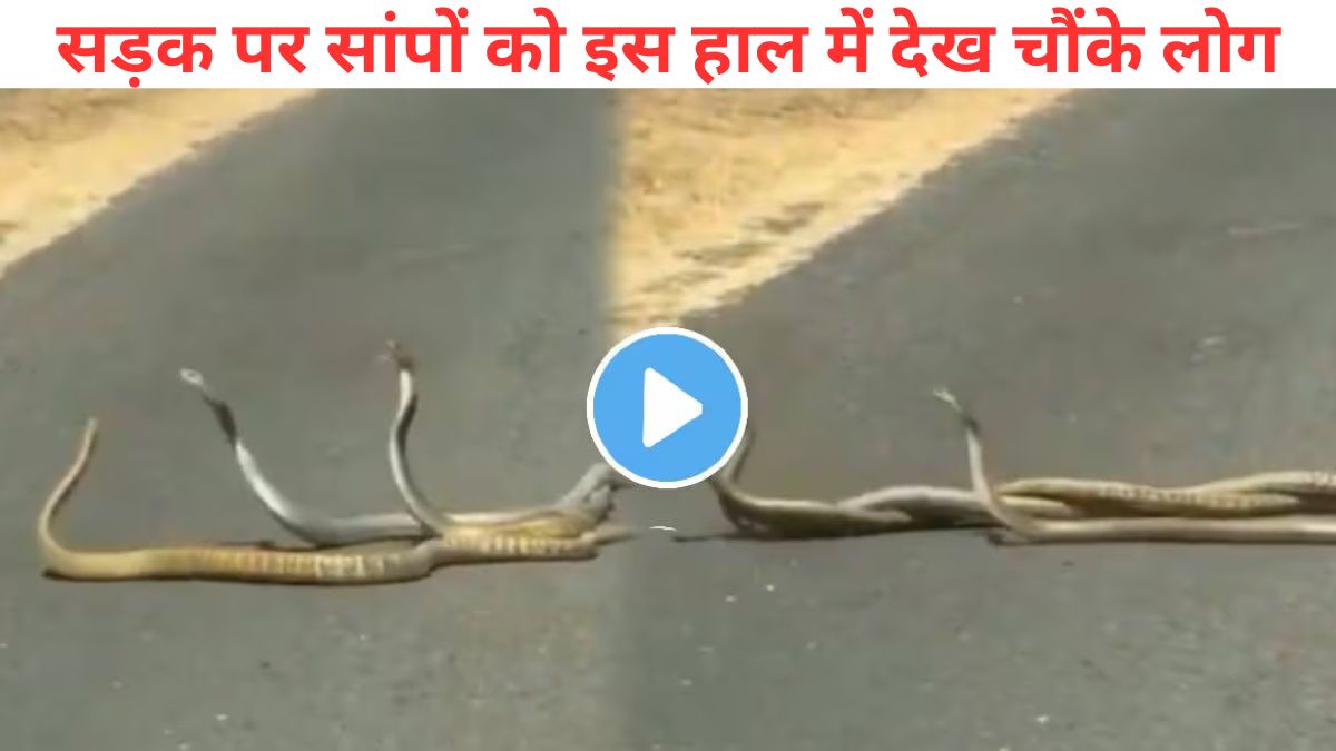 Viral Video three Snakes Fighting in Pune Shocking scene watch here ...