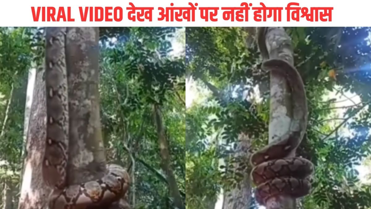 यूं गोल-गोल घूमकर पेड़ पर चढ़ गया विशालकाय अजगर, रोंगटे खड़े कर देने वाला VIRAL VIDEO - giant ...
