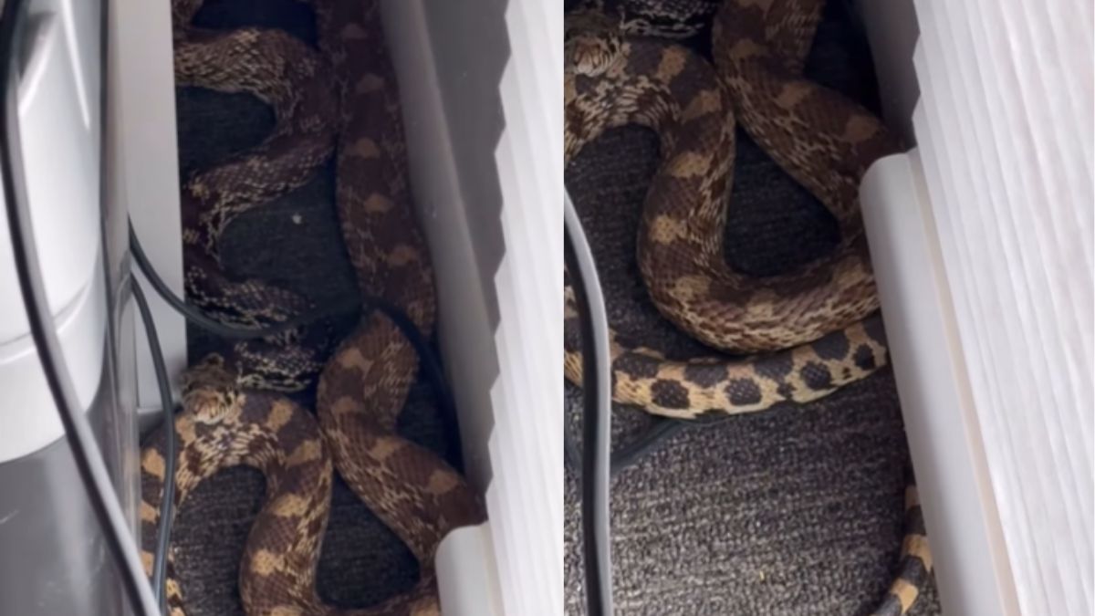 US Influencer Finds Giant 8 Foot Snake Under His Office Desk Shares ...
