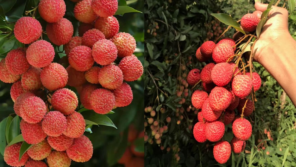 खट्टी-मीठी लीची की पहचान-how to identify fresh and sweet litchi । Jansatta | Jansatta