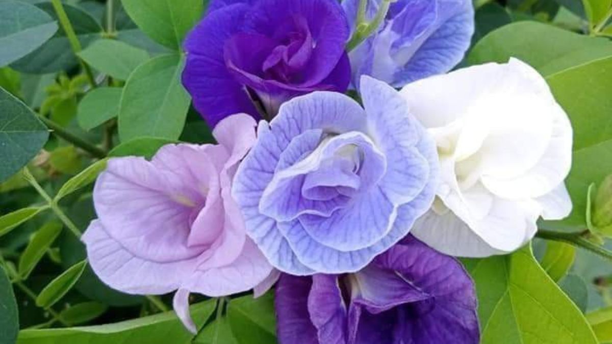 अपराजिता के पौधे में डालें ये 5 देसी चीज, हमेशा फूलों से लदा रहेगा पौधा ...