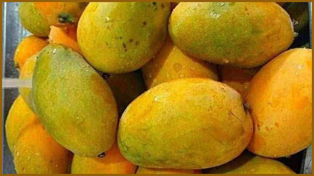 How to ripen raw mango at home follow 5 easy tips ghar par aam kaise ...