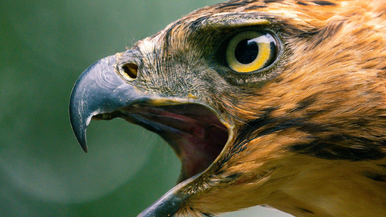 Which Animal Has the Best Eyesight? The Answer Might Surprise You ...