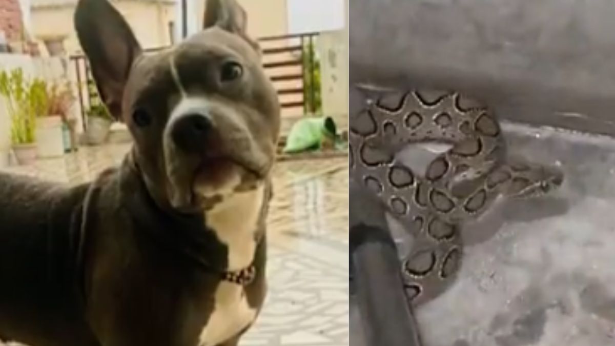meerut dog save owner son snake bite on dog video viral-डॉगी की वफादारी ...